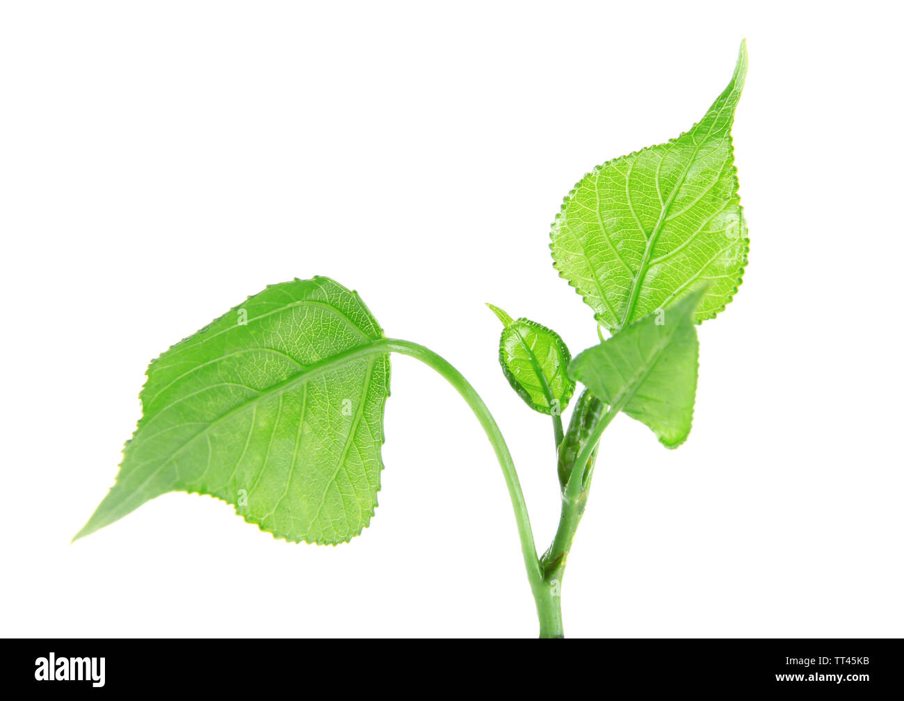 Green brunch on white background isolated Stock Photo - Alamy