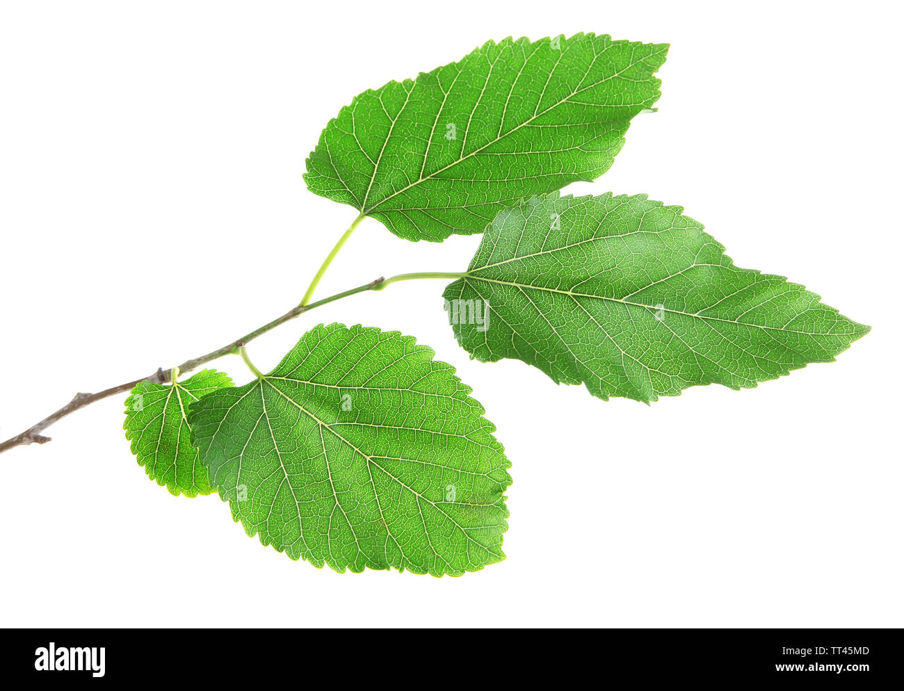 Green brunch on white background isolated Stock Photo - Alamy