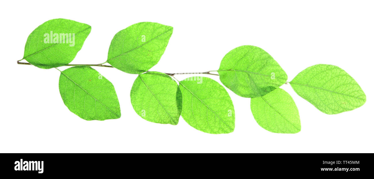 Green brunch on white background isolated Stock Photo - Alamy