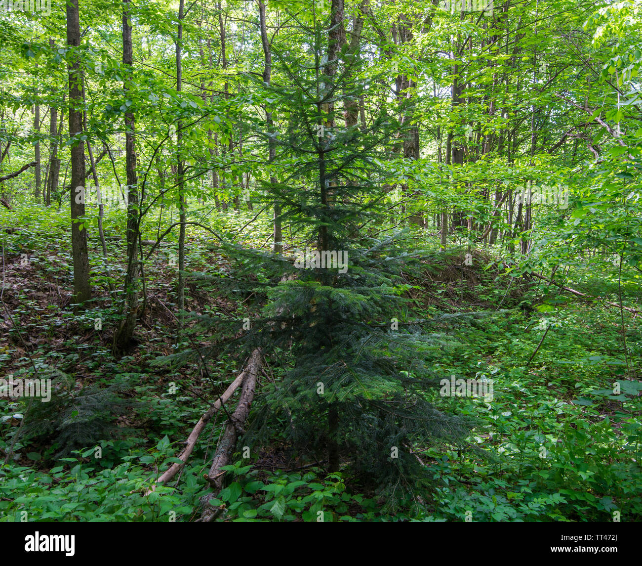 Forest landscape. Young ir tree to deciduous wood Stock Photo - Alamy