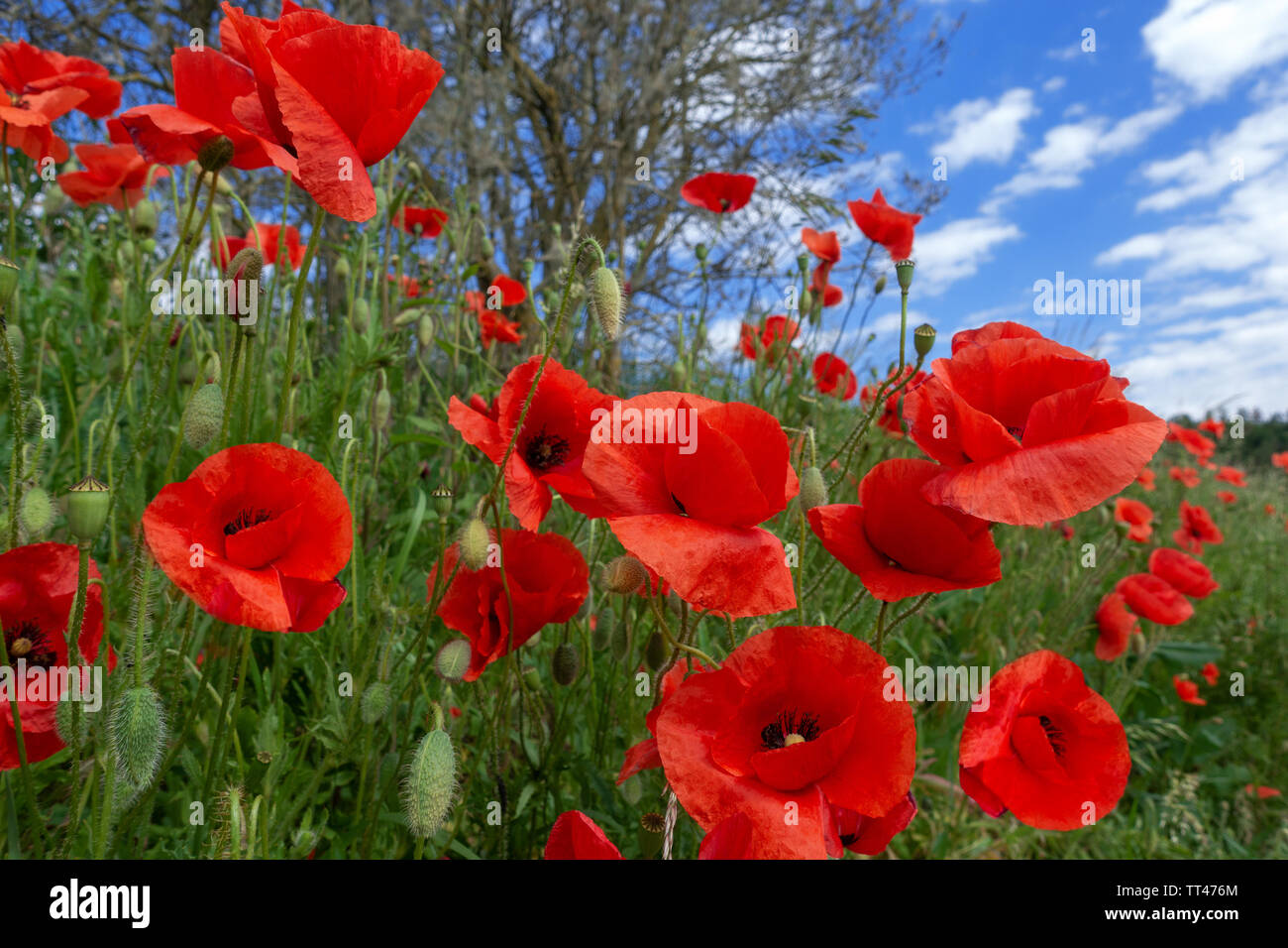 Red corn poppies on a slope Stock Photo - Alamy
