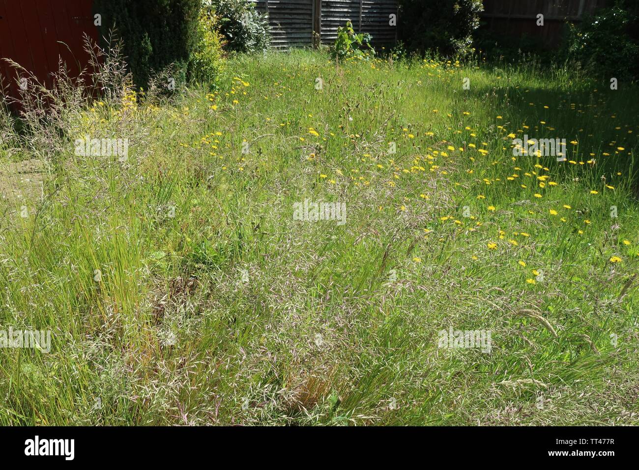 Messy garden hi-res stock photography and images - Alamy