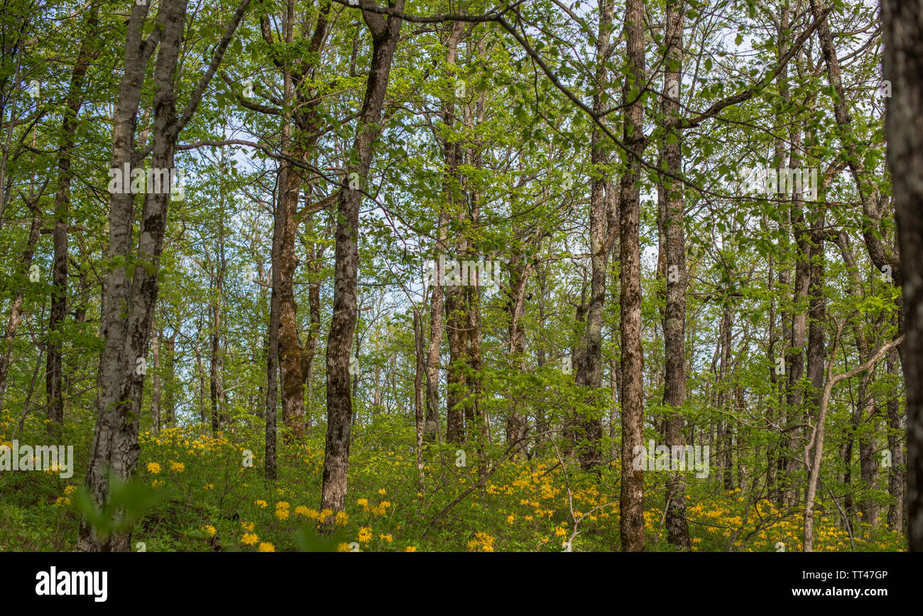 Oak coppice forest hi-res stock photography and images - Alamy