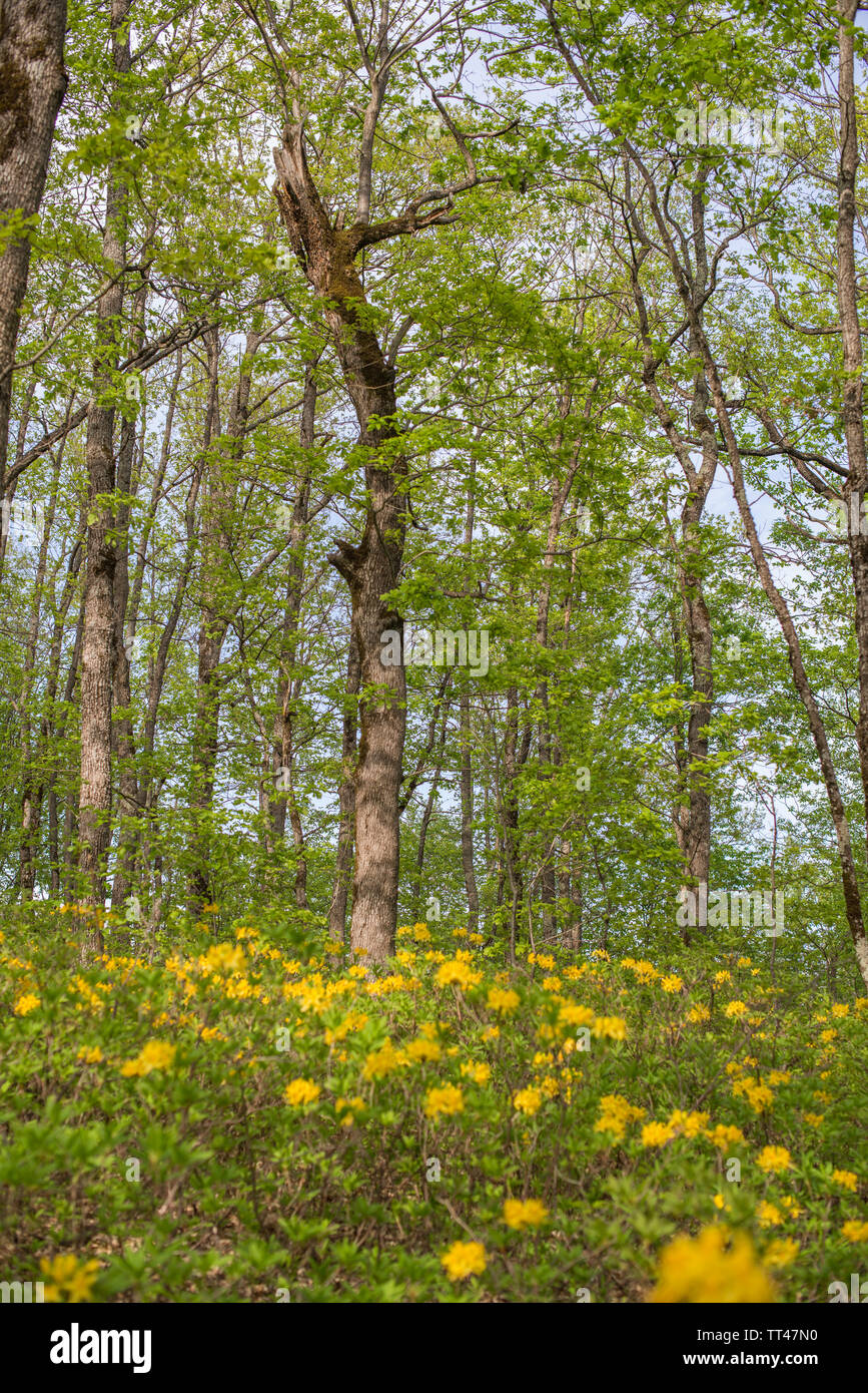 Oak coppice forest hi-res stock photography and images - Alamy