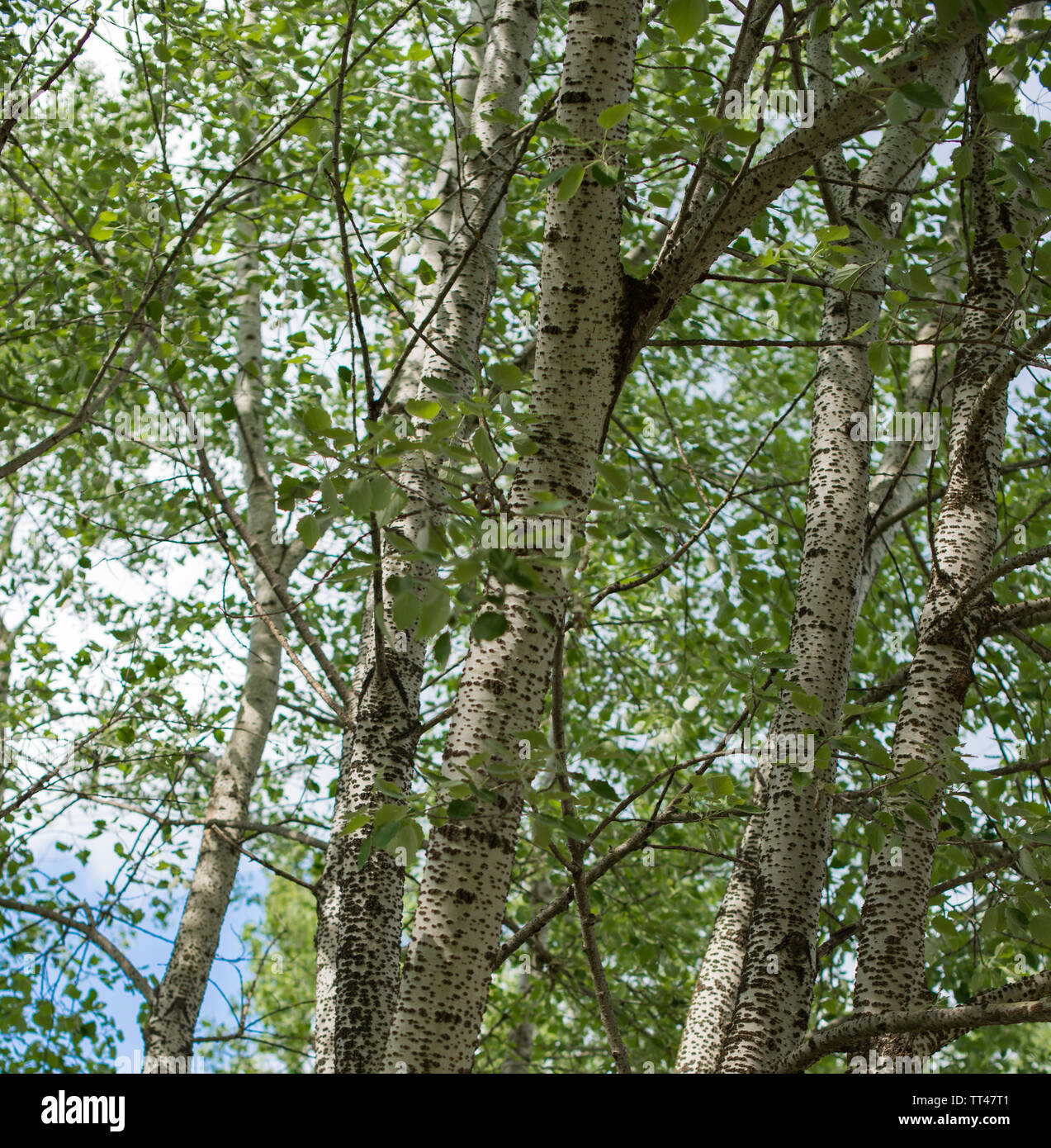 Aspen trees or populus tremula hi-res stock photography and images - Alamy