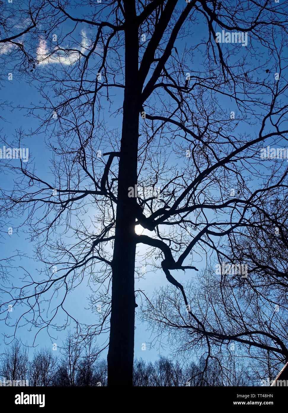 the sun Peeps out from behind a tree in winter, Moscow Stock Photo - Alamy
