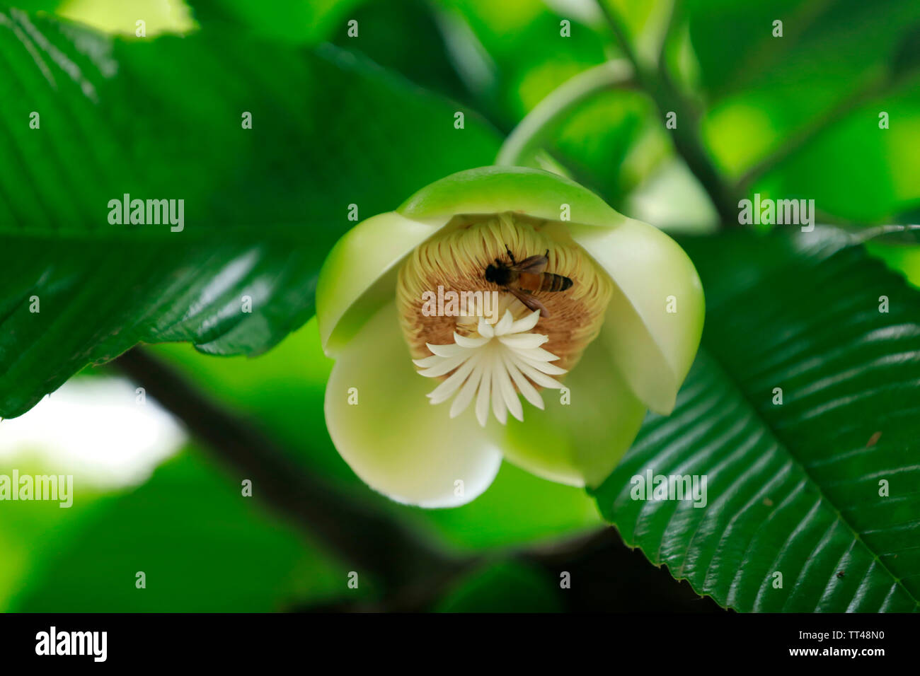 Dhaka, Bangladesh - June 14, 2019: At the beginning of the rainy season ...