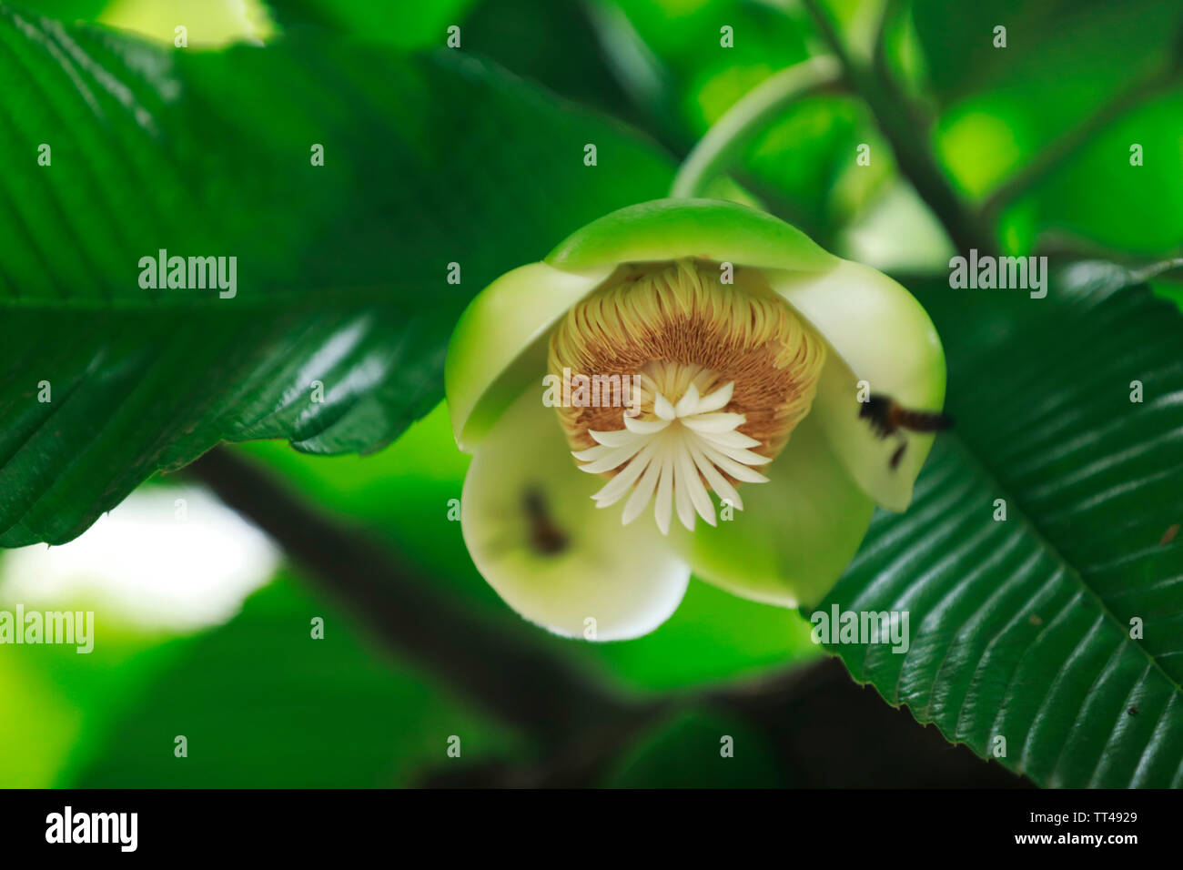 Dillenia indica hi-res stock photography and images - Alamy