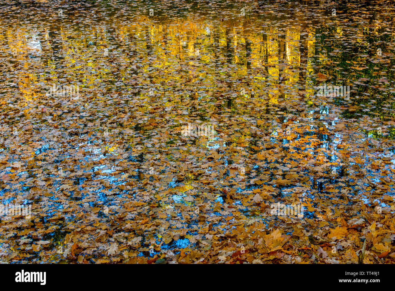 Autumn leaves in the water, blue sky and trees reflection Stock Photo ...
