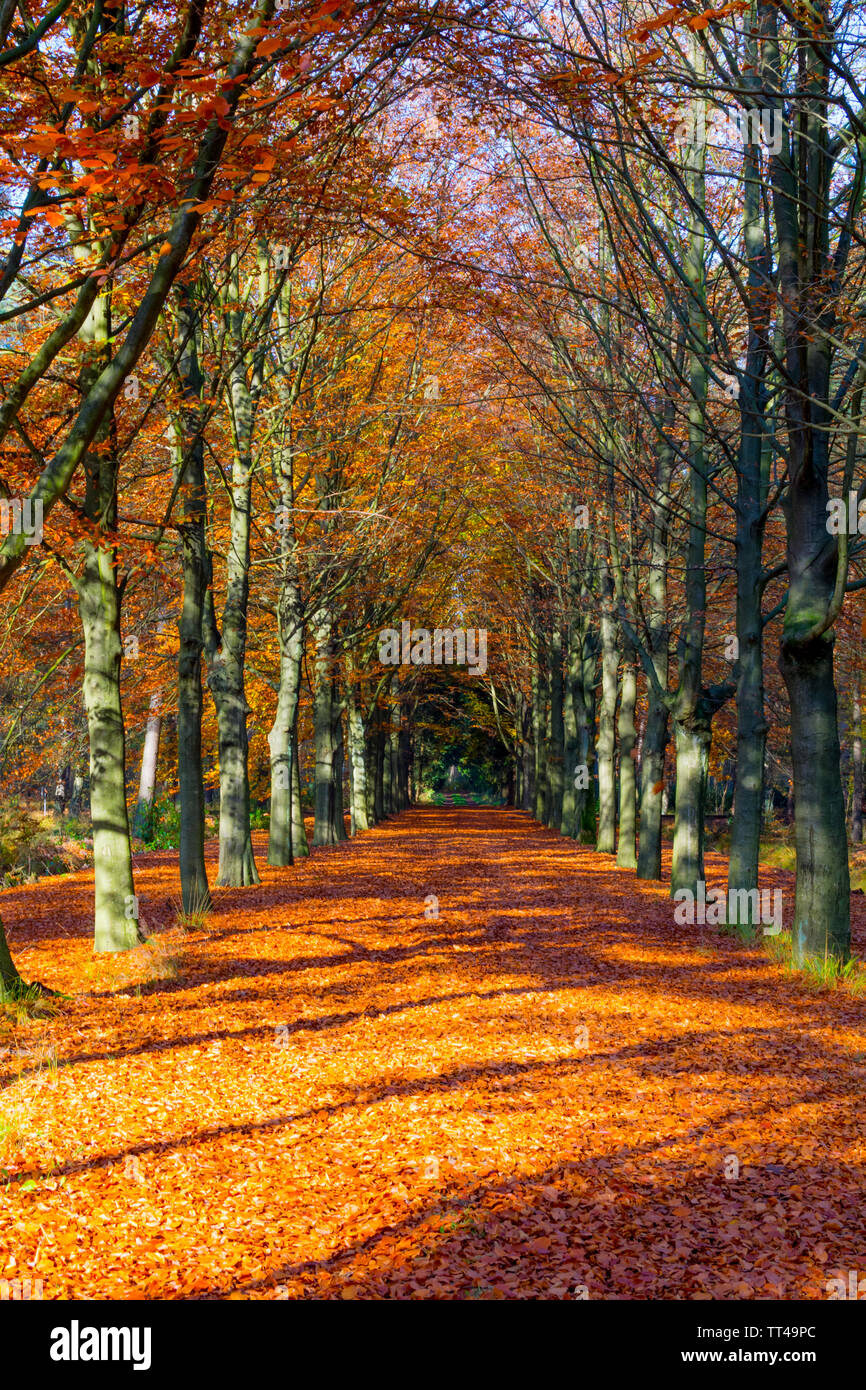 Lined up with trees hi-res stock photography and images - Alamy