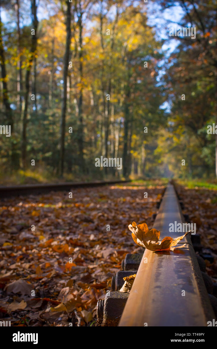 Leaf on a train track during fall season (autumn Stock Photo - Alamy