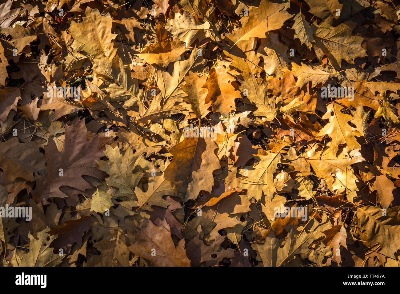 Dry oak leaves on the ground during autumn, ideal for presentation or ...