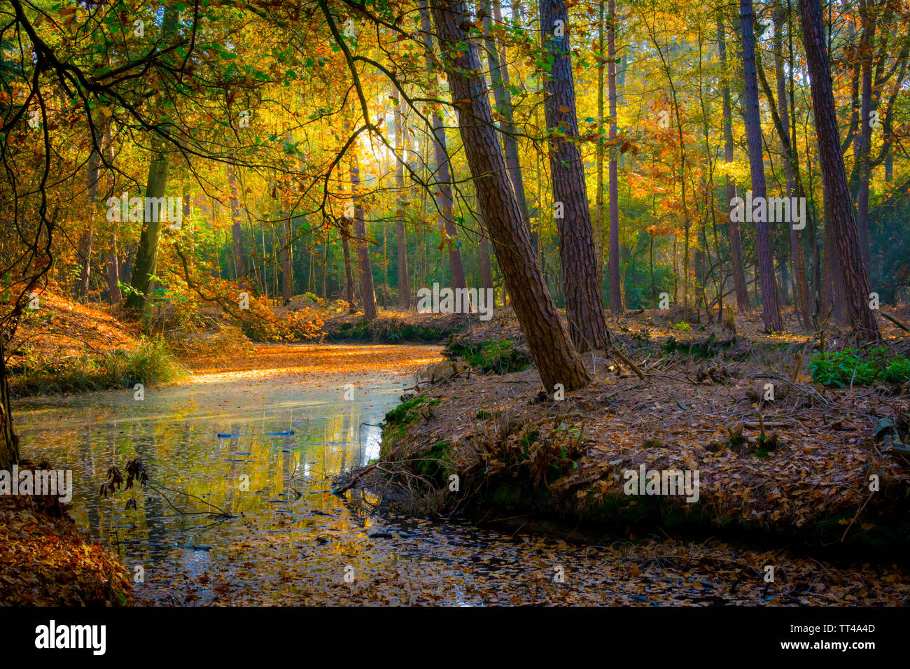 Woodlands waterfront hi-res stock photography and images - Alamy