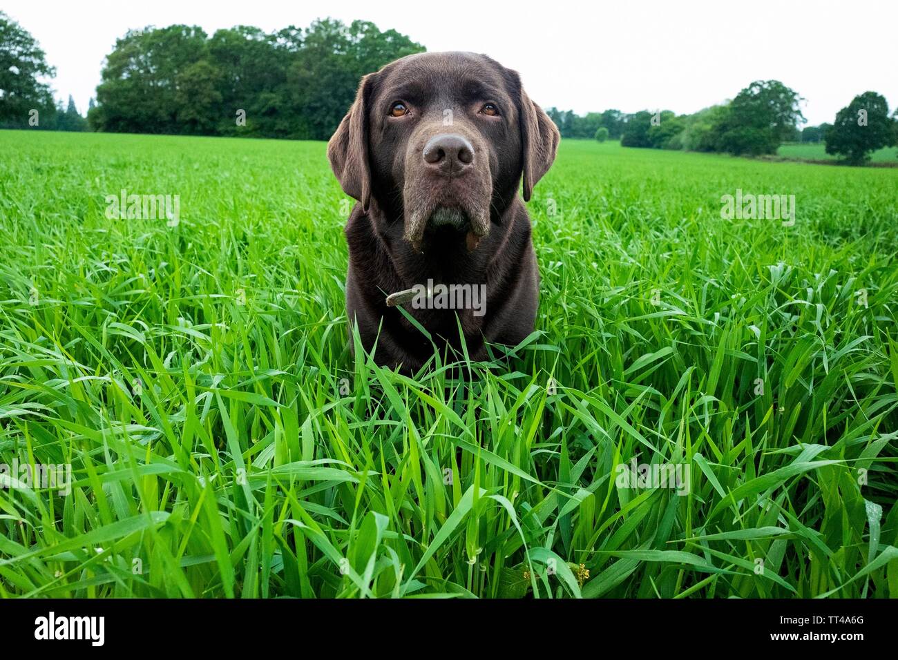 Chocolate Labrador in a Field Stock Photo - Alamy