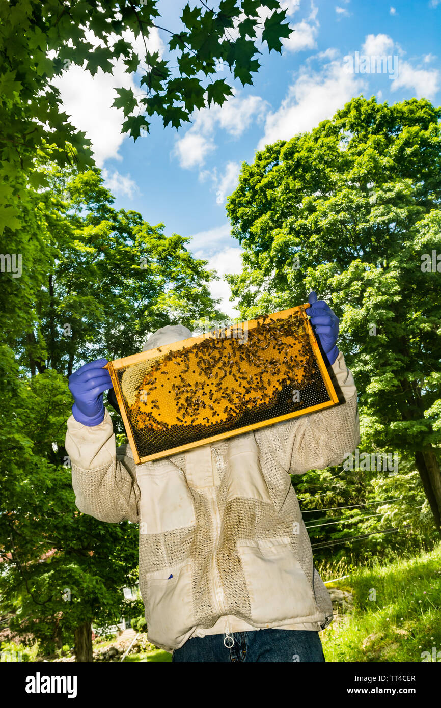A Beekeeper searching for signs of a Honey Bee Queen after a swarm ...