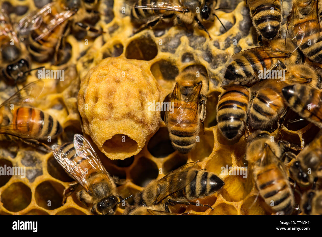 A close up of an Emergency Queen Cell within the hive Stock Photo - Alamy
