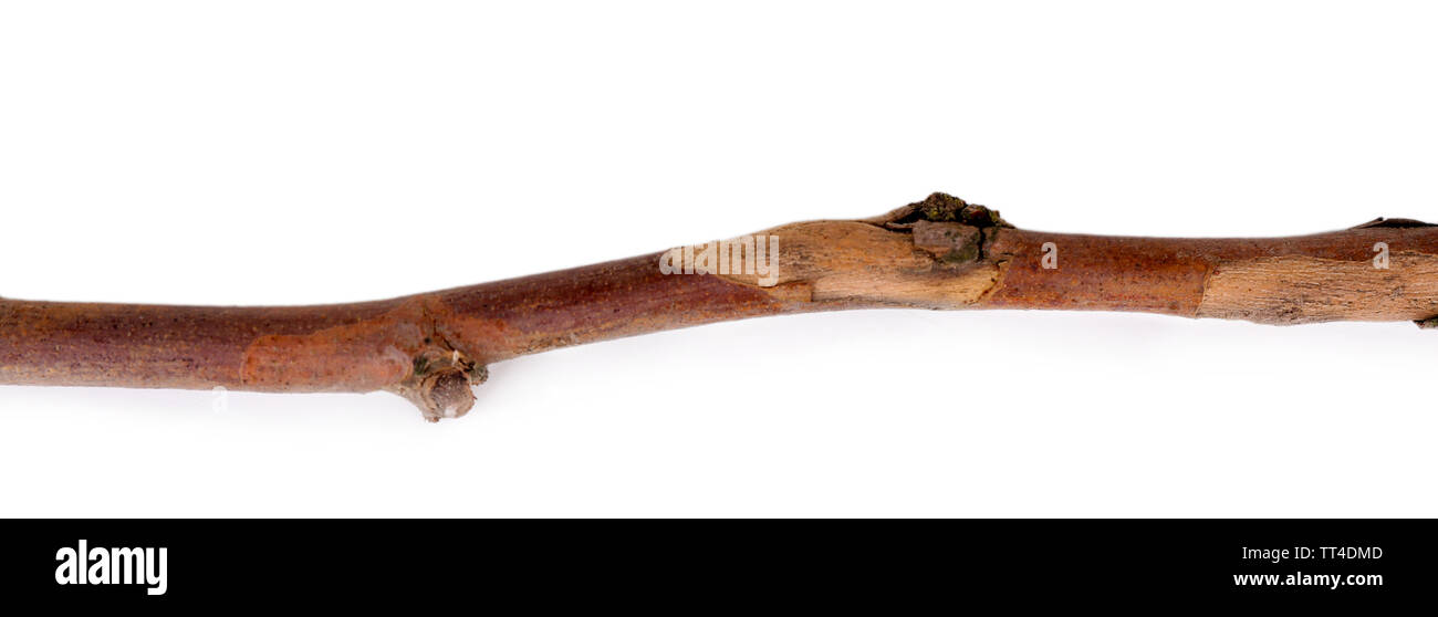 Dry tree branch isolated on white Stock Photo - Alamy