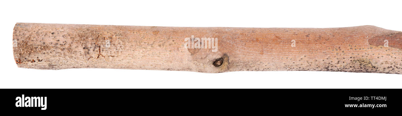 Dry tree branch isolated on white Stock Photo - Alamy