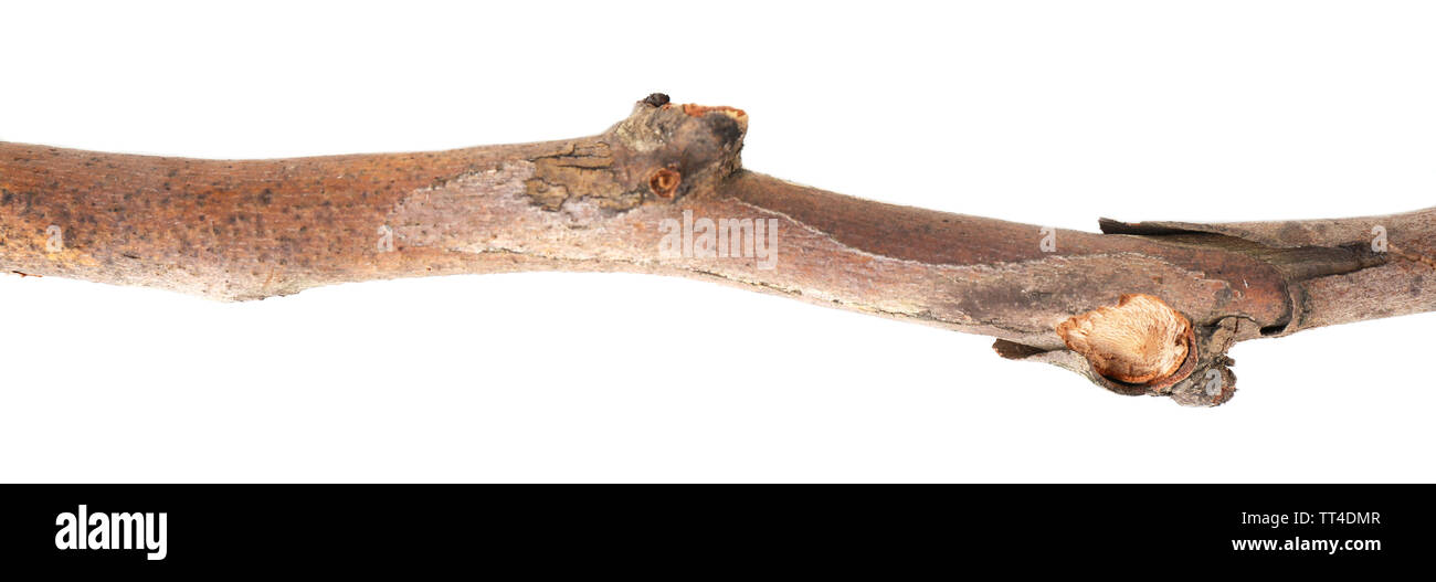 Dry tree branch isolated on white Stock Photo - Alamy