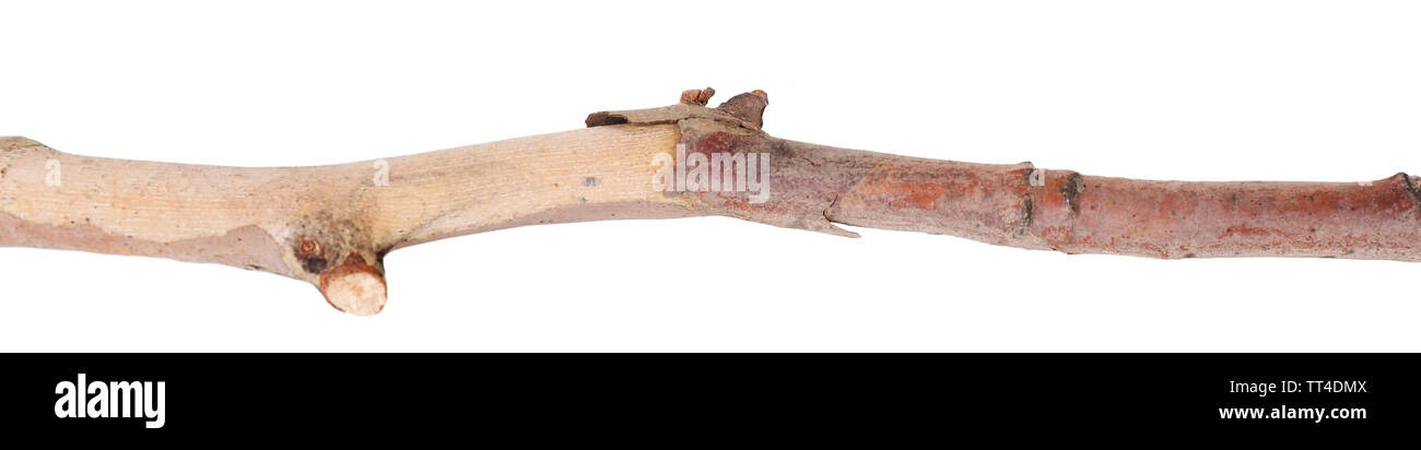 Dry tree branch isolated on white Stock Photo - Alamy