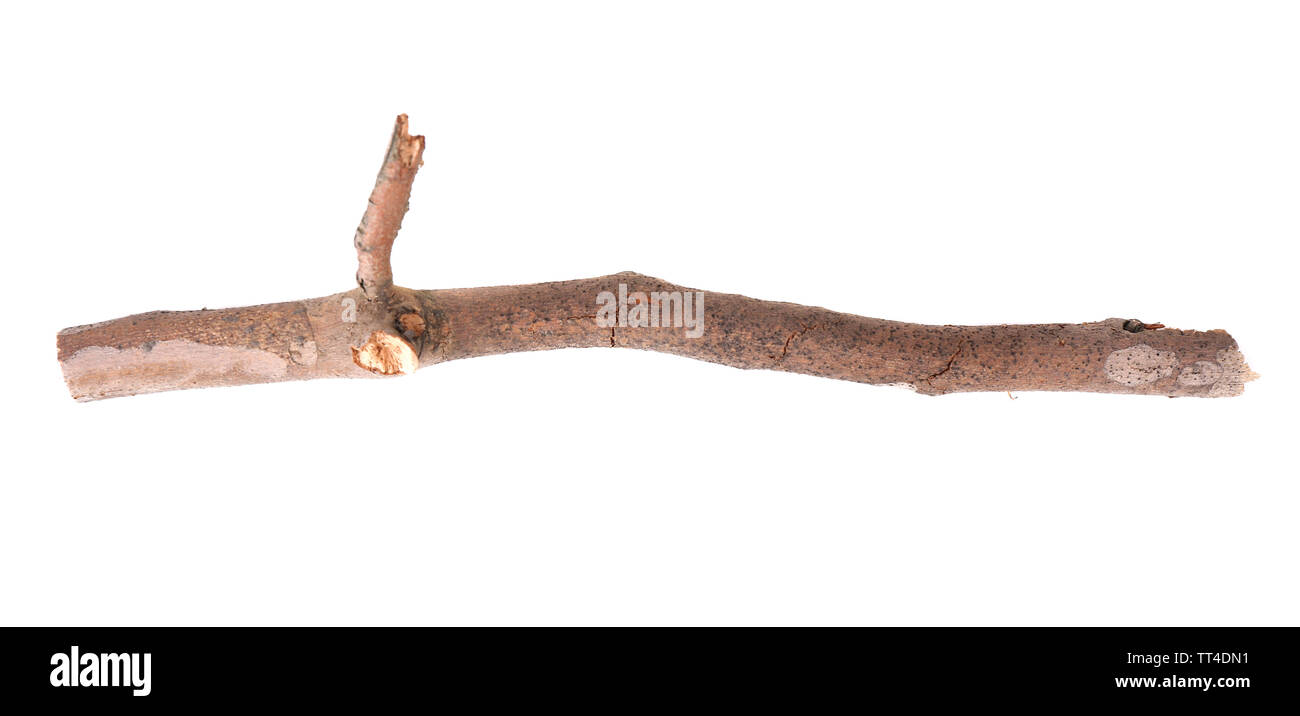 Dry tree branch isolated on white Stock Photo - Alamy