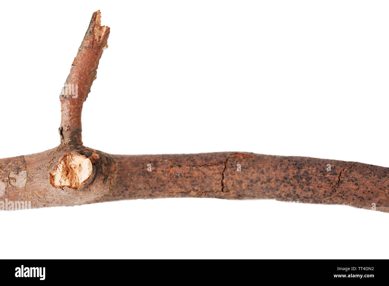 Dry tree branch isolated on white Stock Photo - Alamy