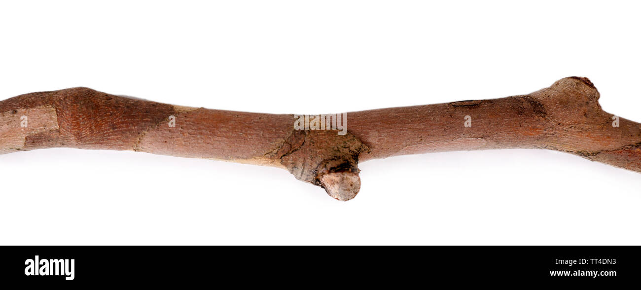 Dry tree branch isolated on white Stock Photo - Alamy