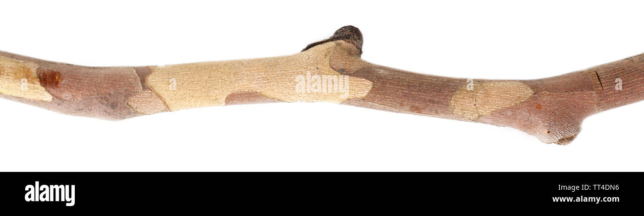 Dry tree branch isolated on white Stock Photo - Alamy