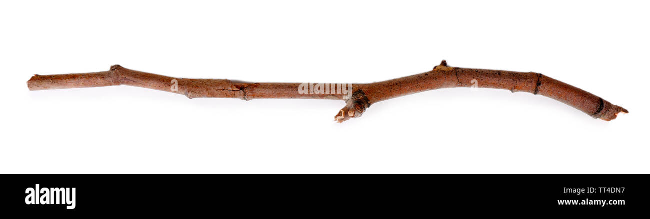Dry tree branch isolated on white Stock Photo - Alamy