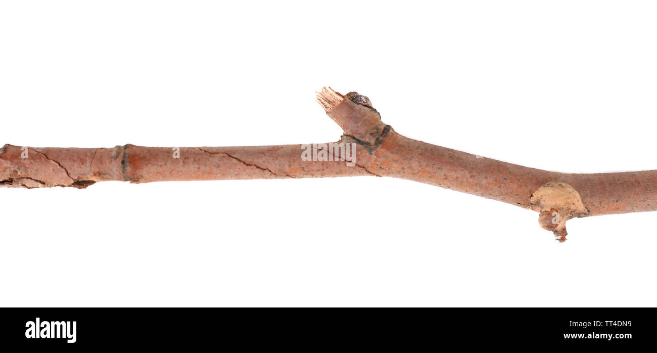 Dry tree branch isolated on white Stock Photo - Alamy