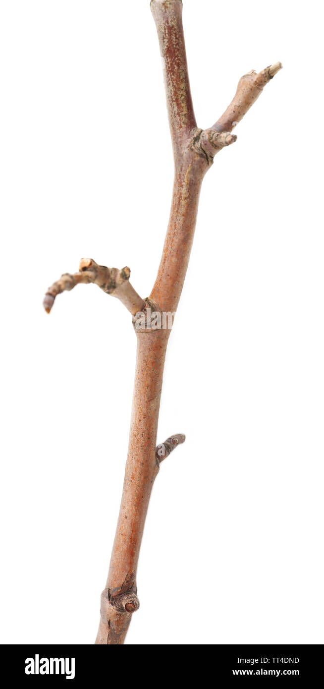 Dry tree branch isolated on white Stock Photo - Alamy