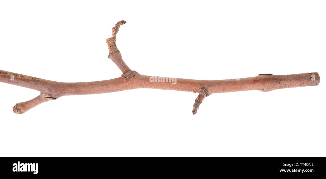 Dry tree branch isolated on white Stock Photo - Alamy