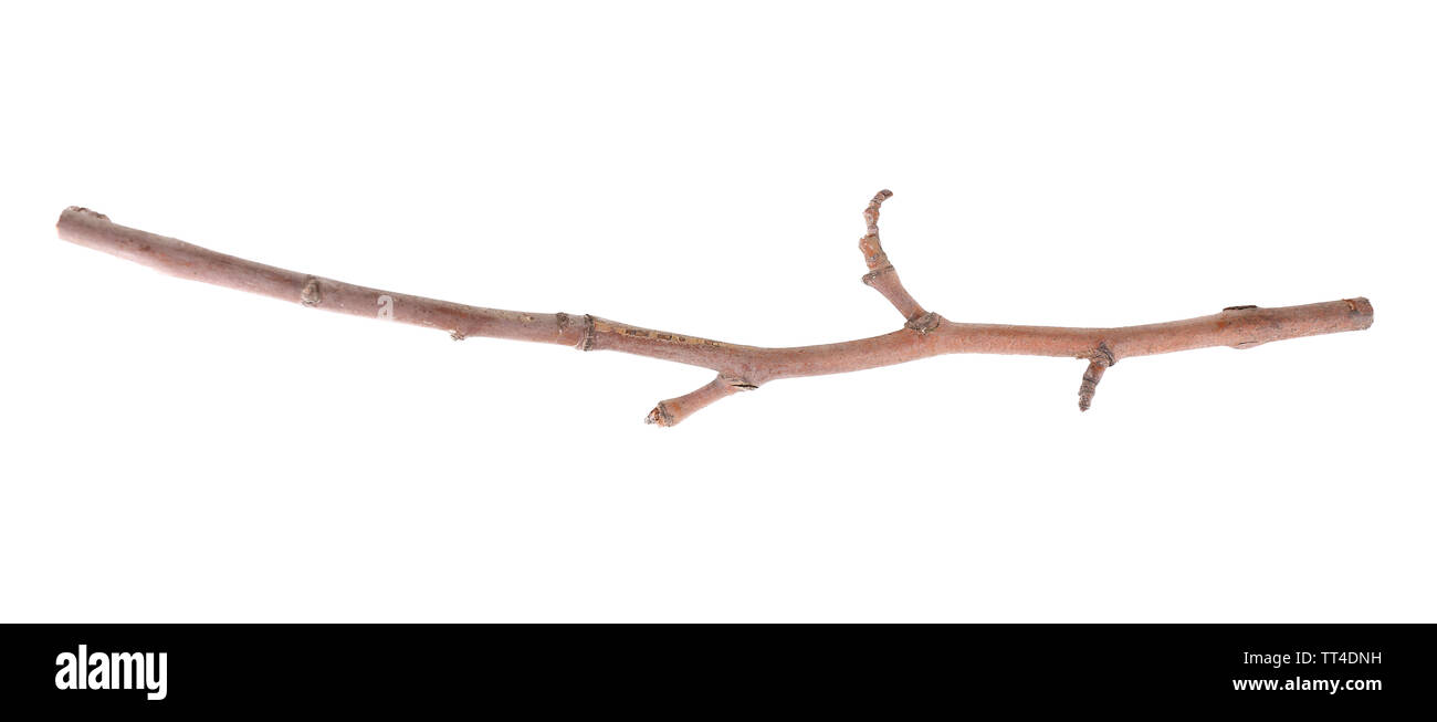 Dry tree branch isolated on white Stock Photo - Alamy