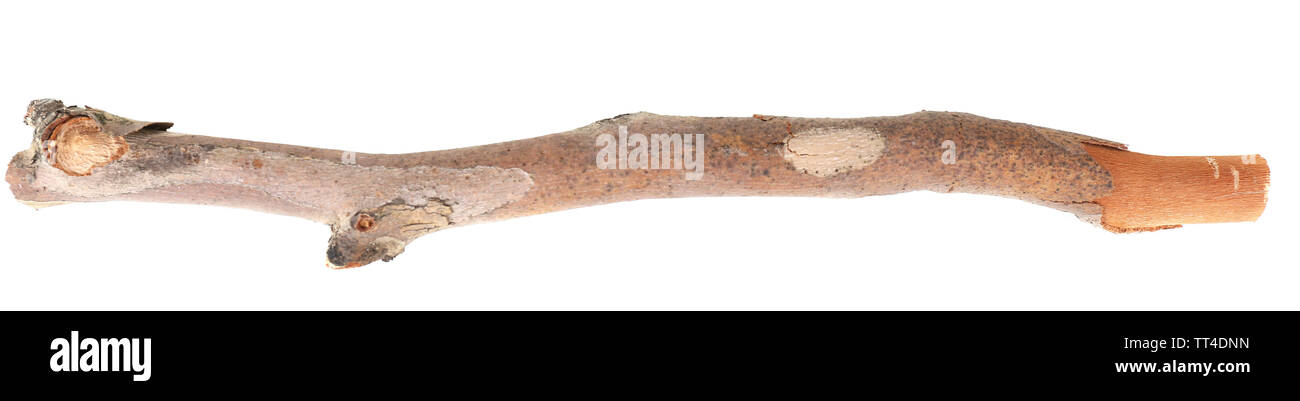 Dry tree branch isolated on white Stock Photo - Alamy