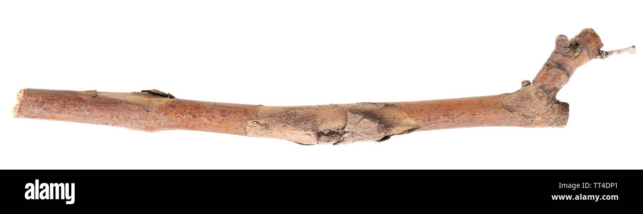 Dry tree branch isolated on white Stock Photo - Alamy