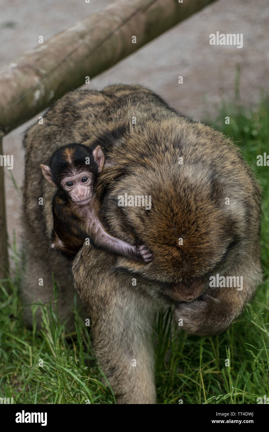 Barbary macaque mother with baby Stock Photo - Alamy