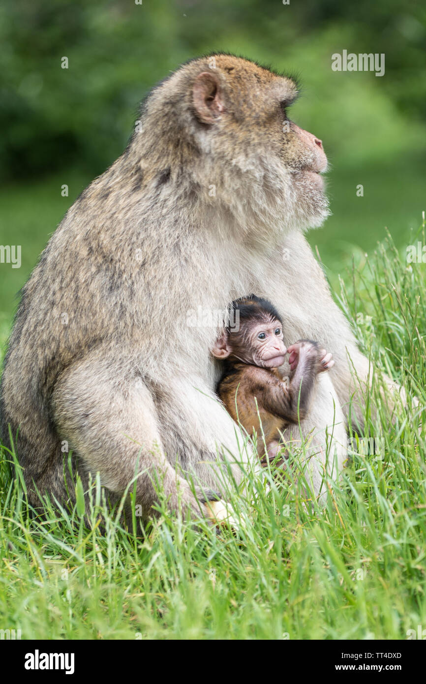 Barbary macaque mother with baby Stock Photo - Alamy