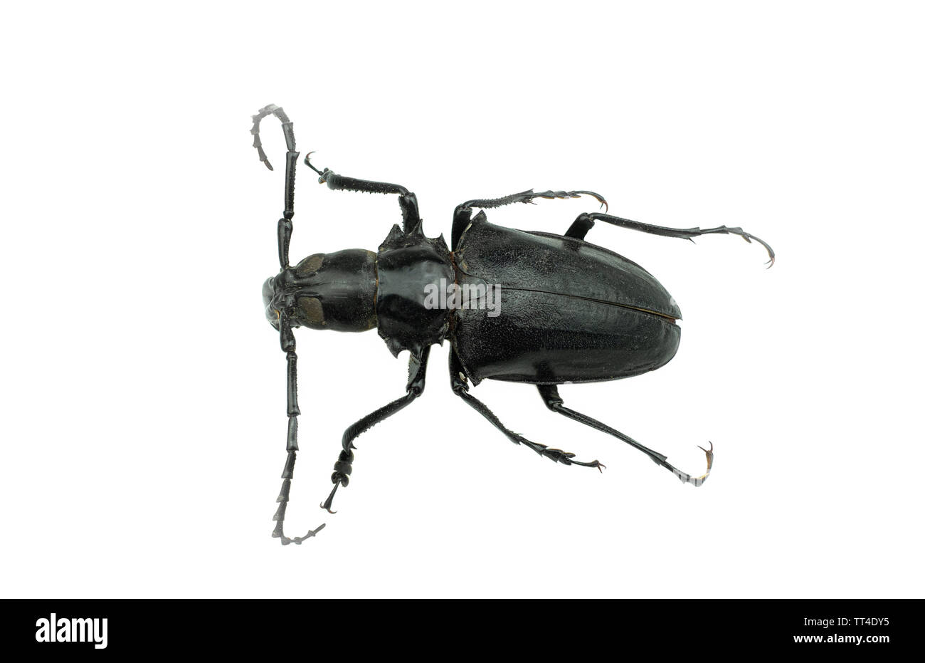 Morimus asper funereus on white background Stock Photo - Alamy