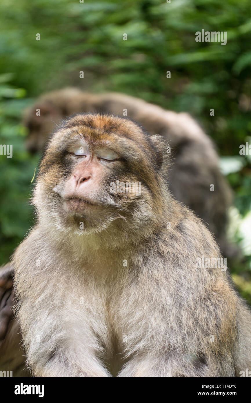 Barbary macaques monkey on hi-res stock photography and images - Alamy