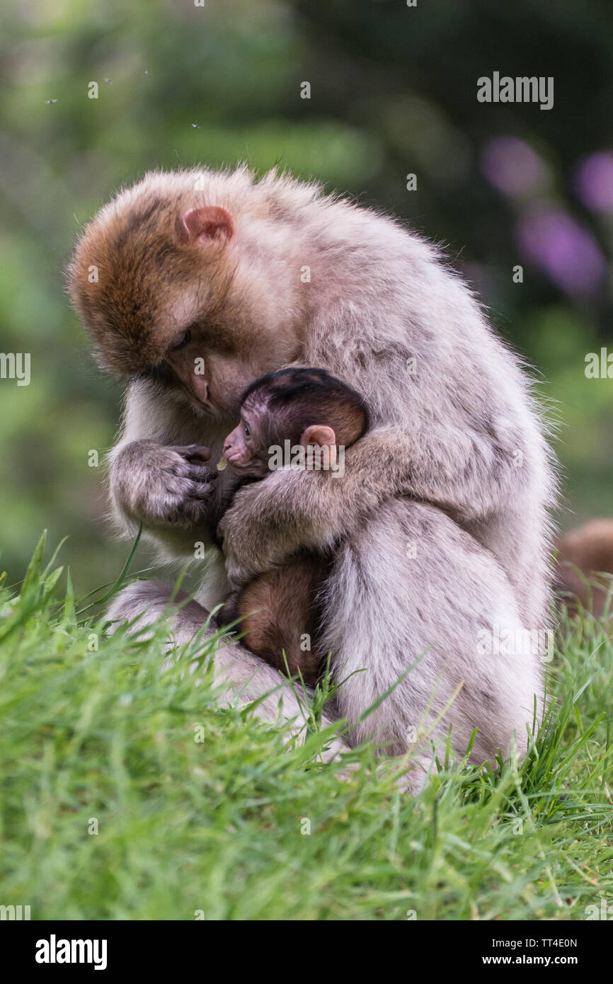 Barbary macaque mother with baby Stock Photo - Alamy