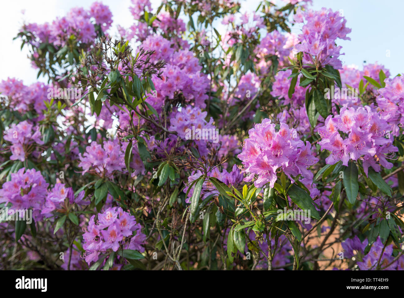 Rhododendron ponticum invasive hi-res stock photography and images - Alamy