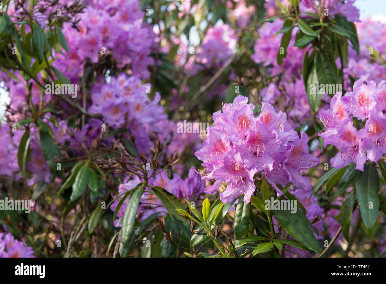 Rhododendron ponticum invasive hi-res stock photography and images - Alamy