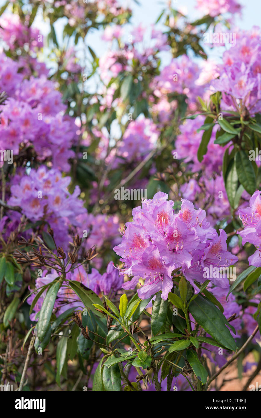 Rhododendron ponticum invasive hi-res stock photography and images - Alamy