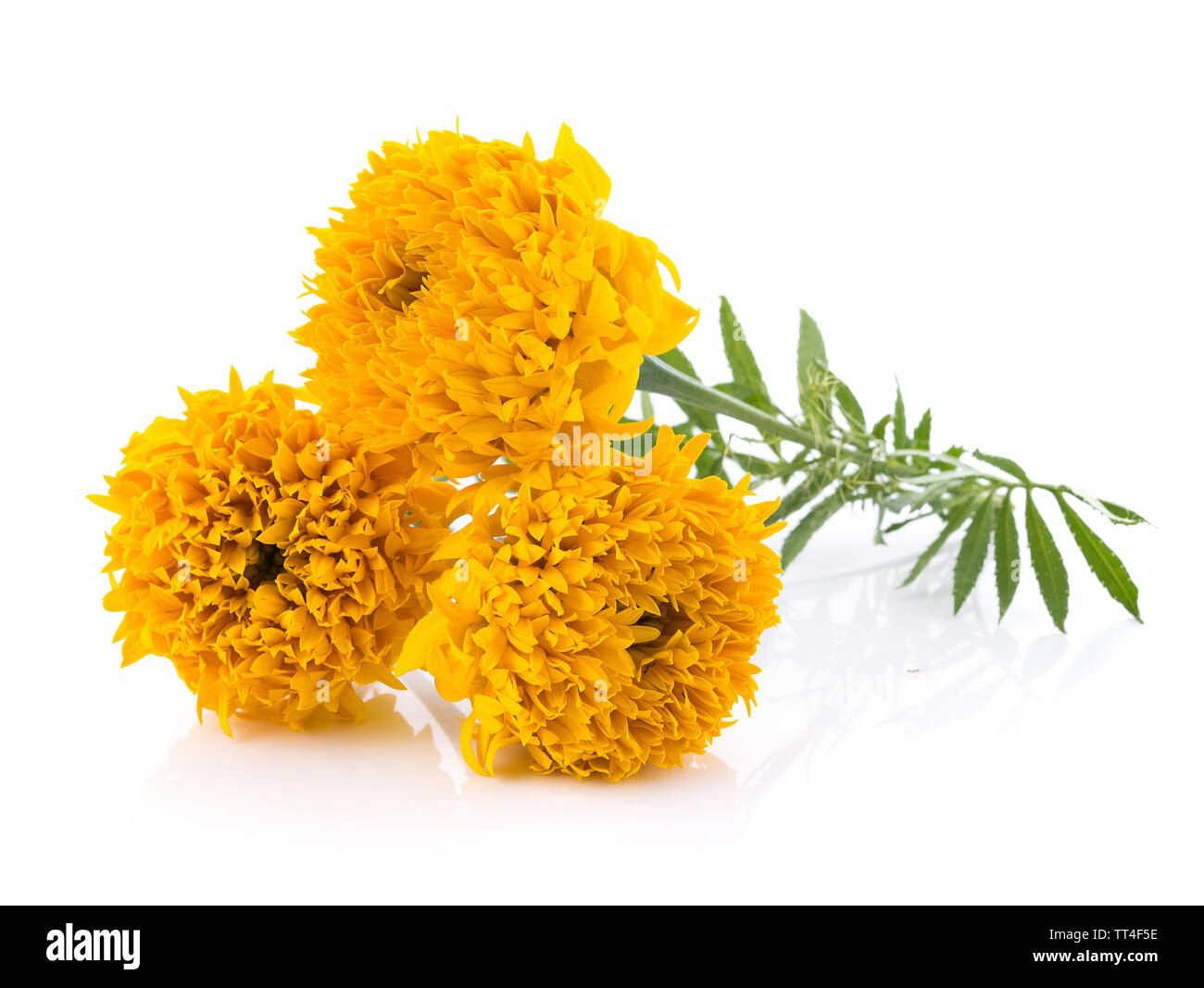 Petal marigold tagetes erecta Cut Out Stock Images & Pictures - Alamy