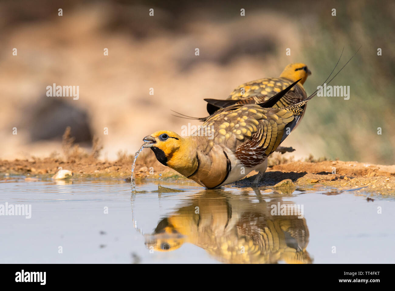 Pin-tailed sandgrouse (Pterocles alchata )Drinking water in the desert ...