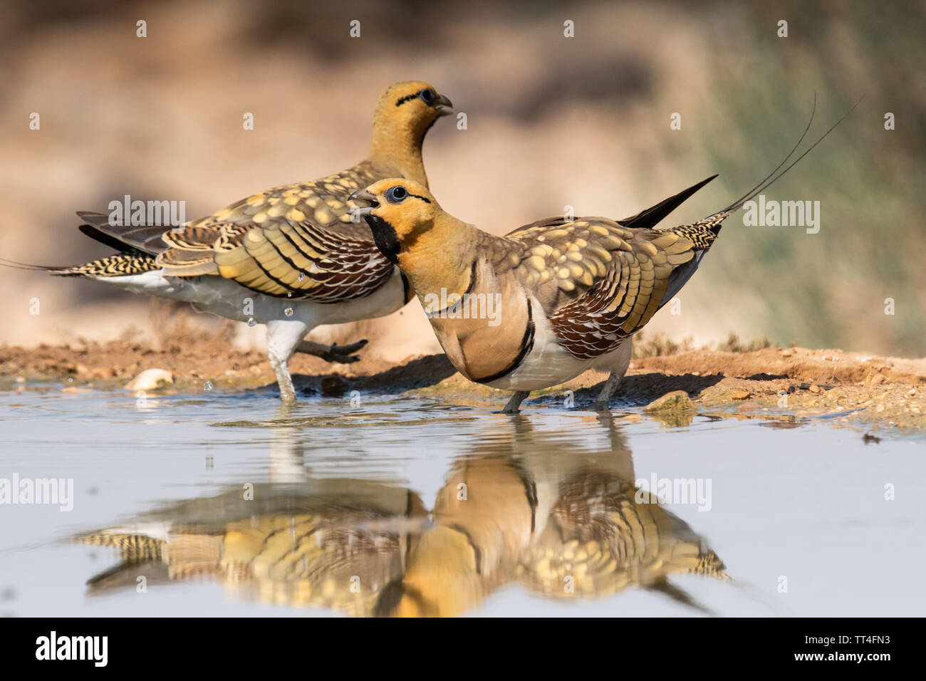 Pin-tailed sandgrouse (Pterocles alchata )Drinking water in the desert ...