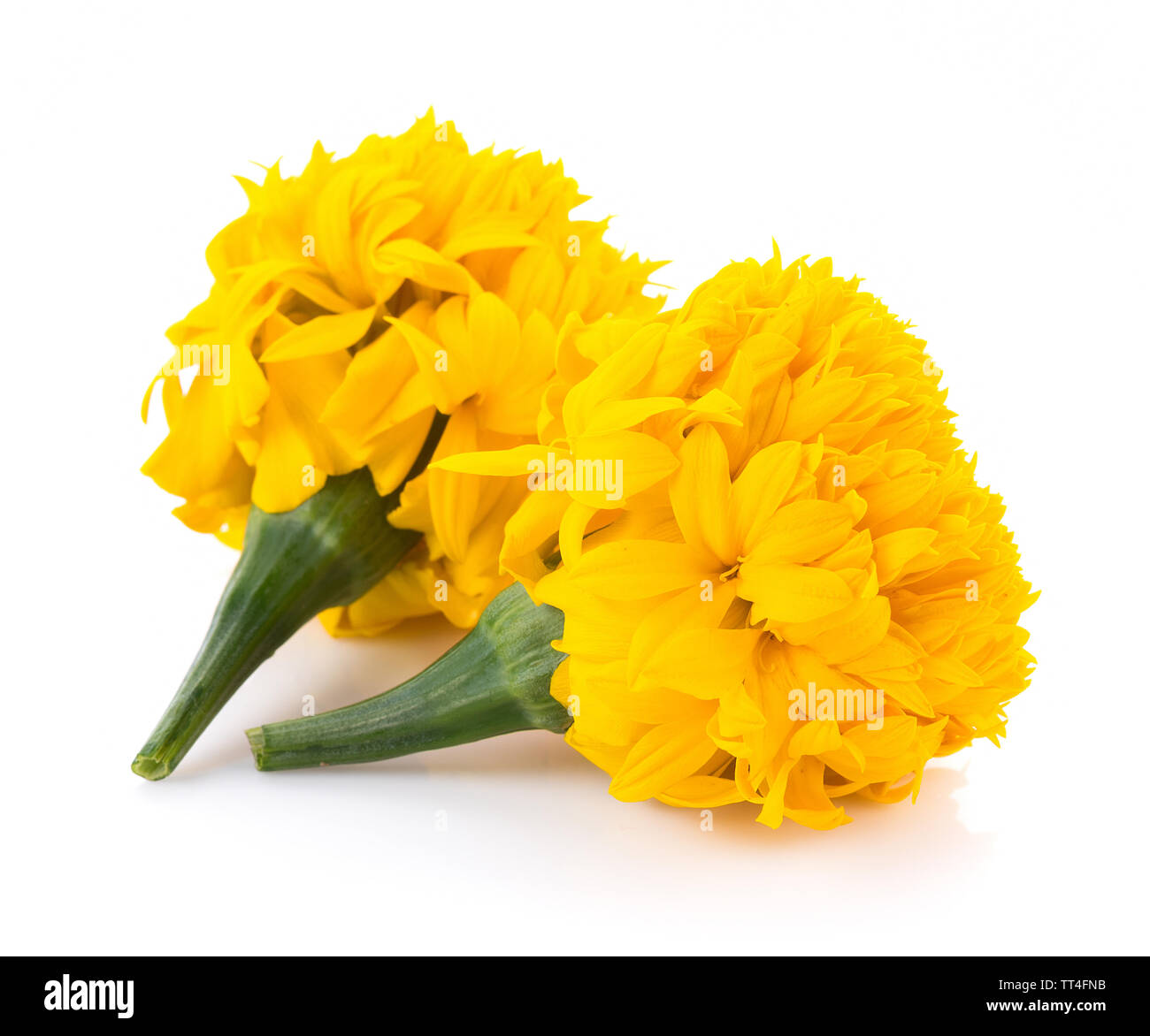 Petal marigold tagetes erecta Cut Out Stock Images & Pictures - Alamy