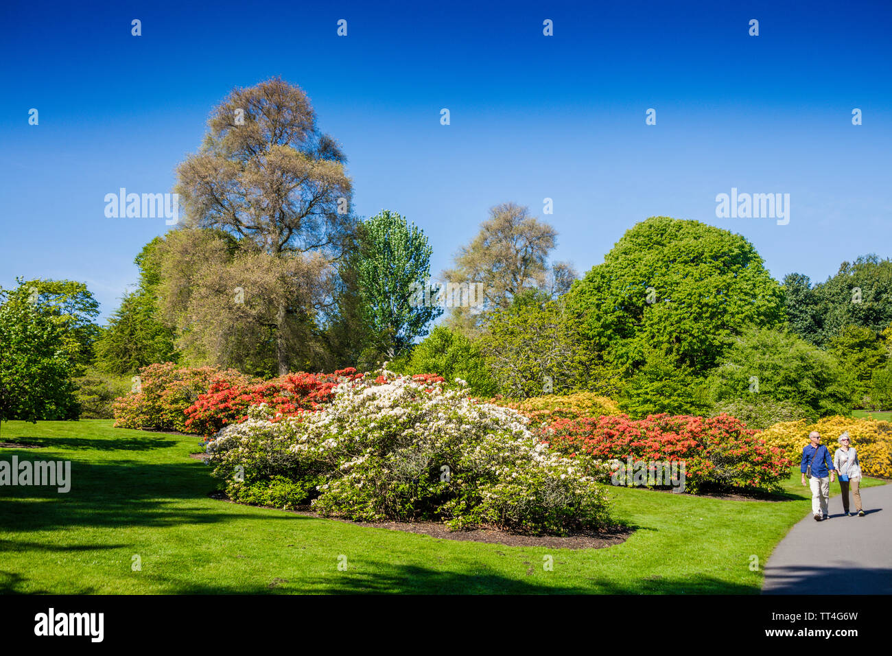 Flowering azalea bushes, Royal Botanic Garden, Edinburgh, Scotland ...
