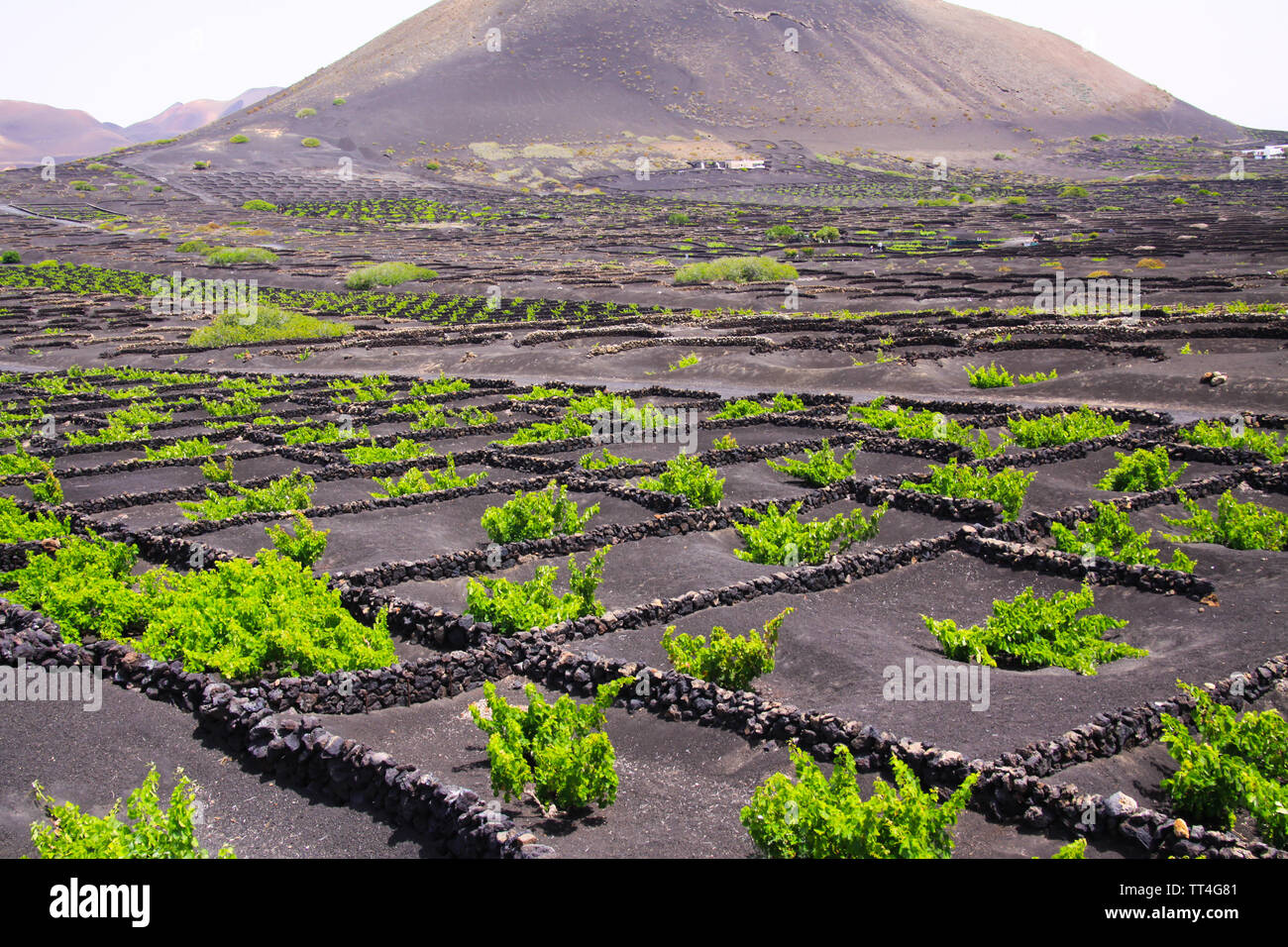 Volcanic Ash On Ground