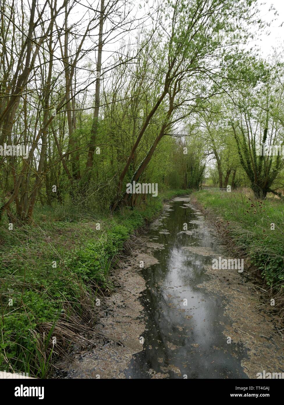 Stodmarsh National Nature Reserve, Kent, England Stock Photo - Alamy